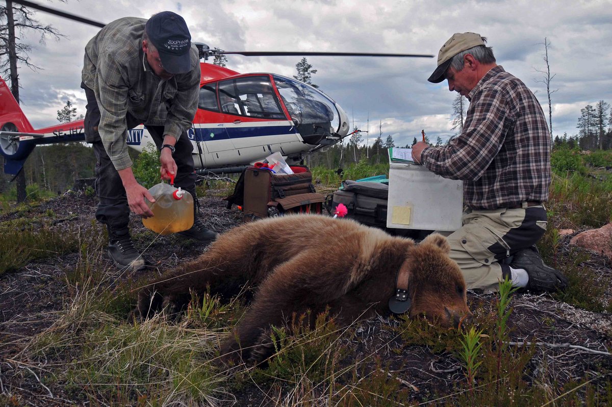 Researchers decode the secret of bears in pursuit of new treatment ...